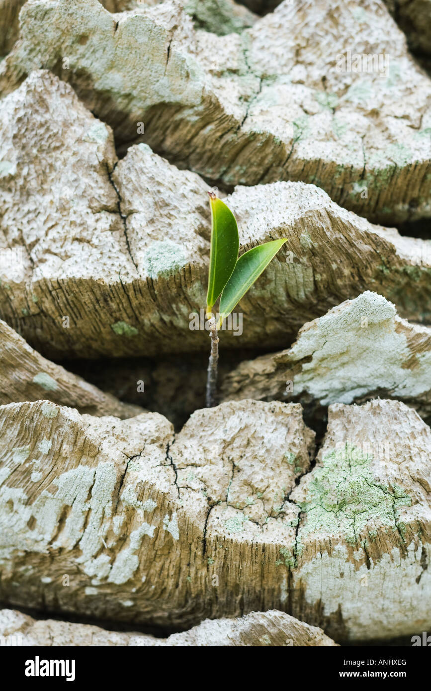 Leaf growing on tree trunk, extreme close-up Stock Photo - Alamy