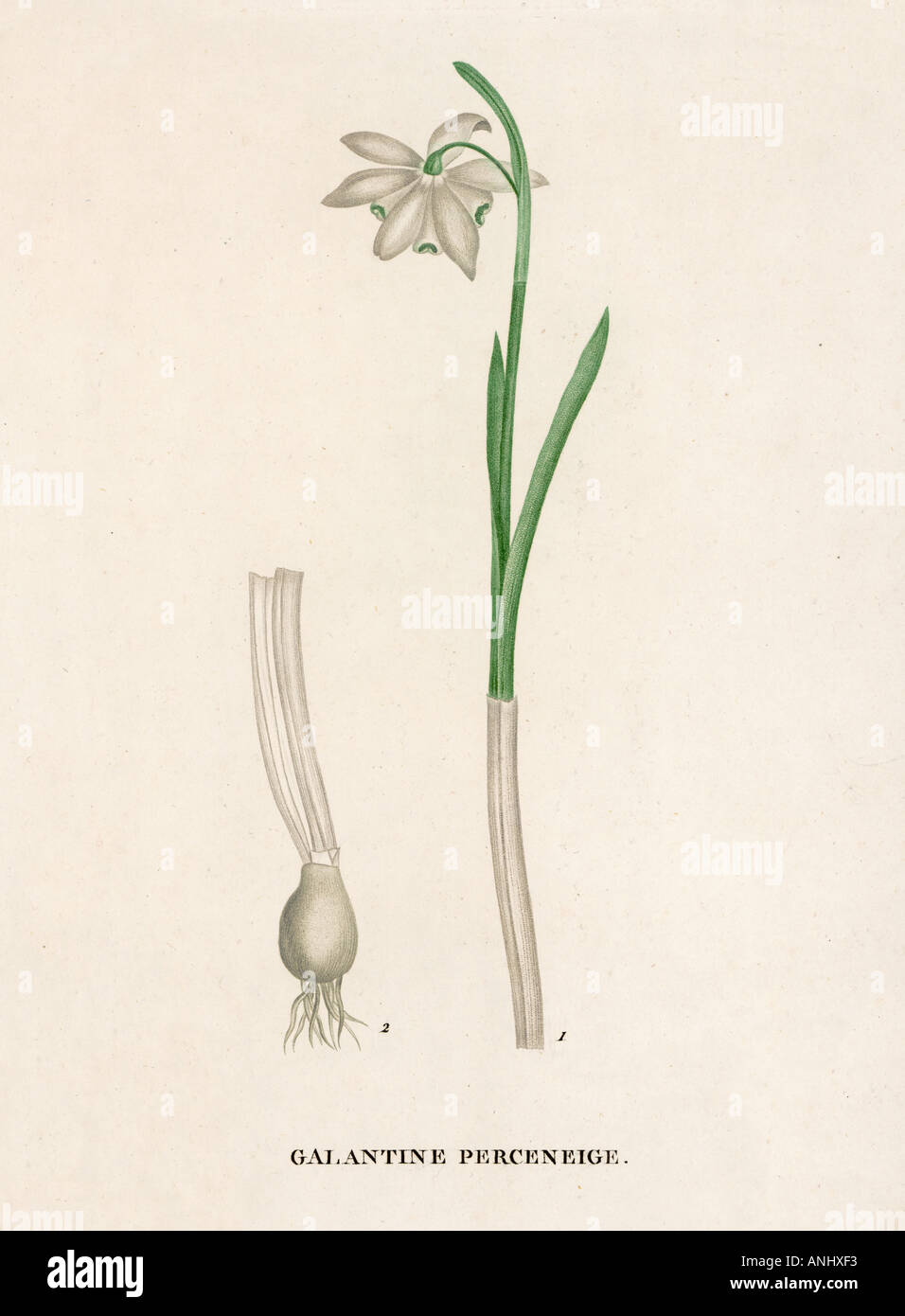 Galanthus species hi-res stock photography and images - Alamy
