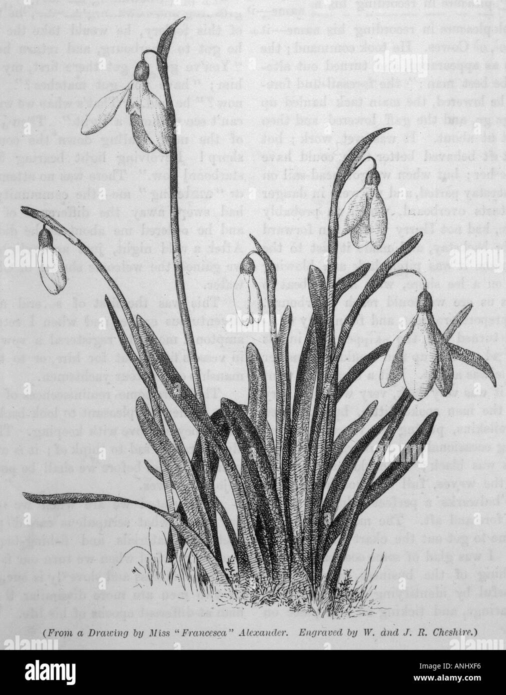 Galanthus sp hi-res stock photography and images - Alamy