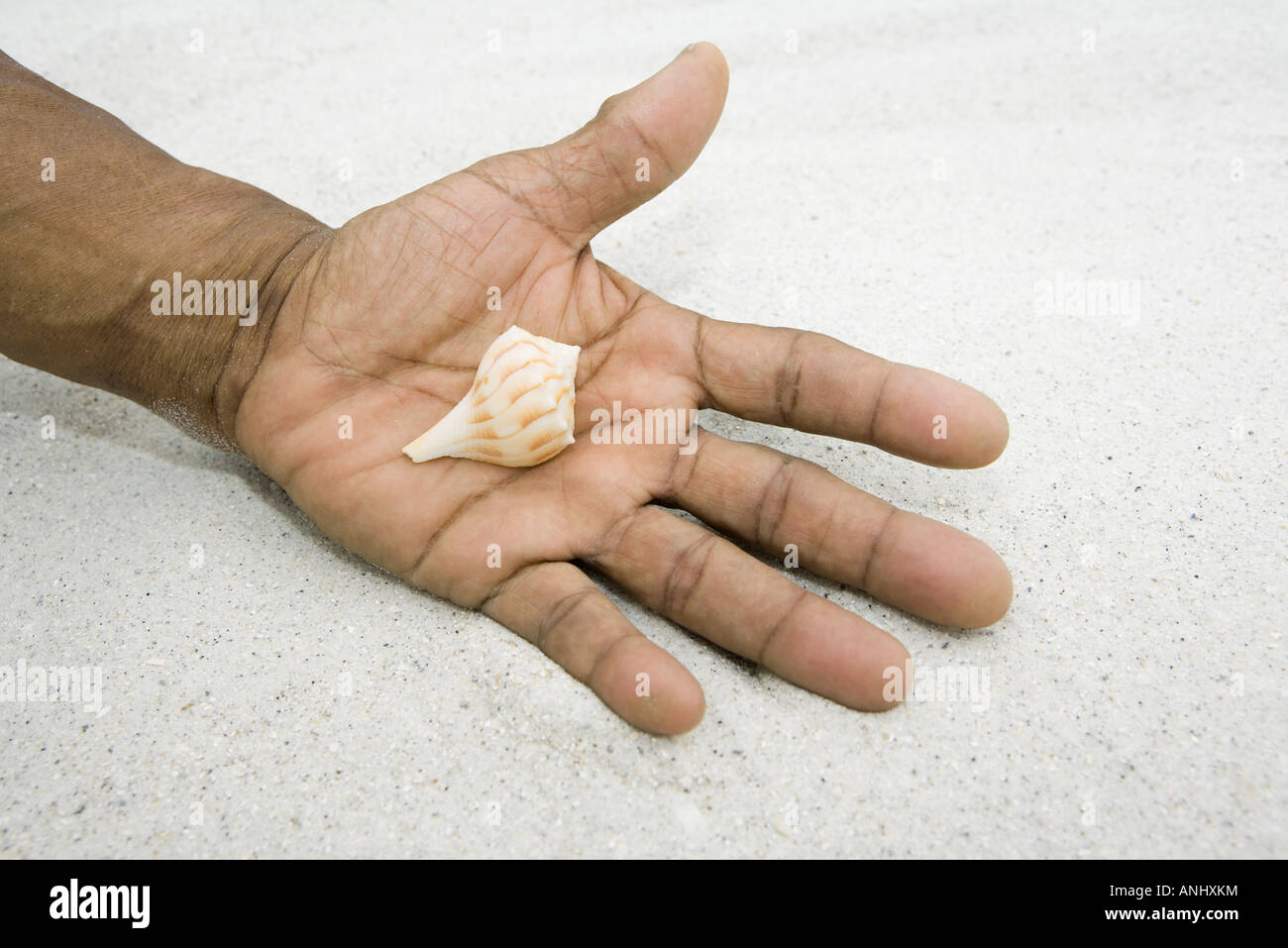 Hand holding seashell, close-up Stock Photo - Alamy