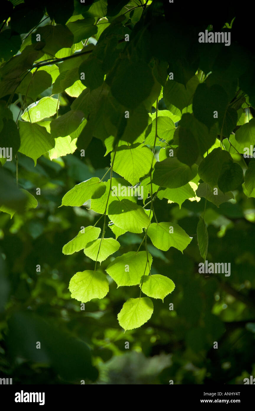 Backlit Hazel leaves in a UK garden Stock Photo - Alamy