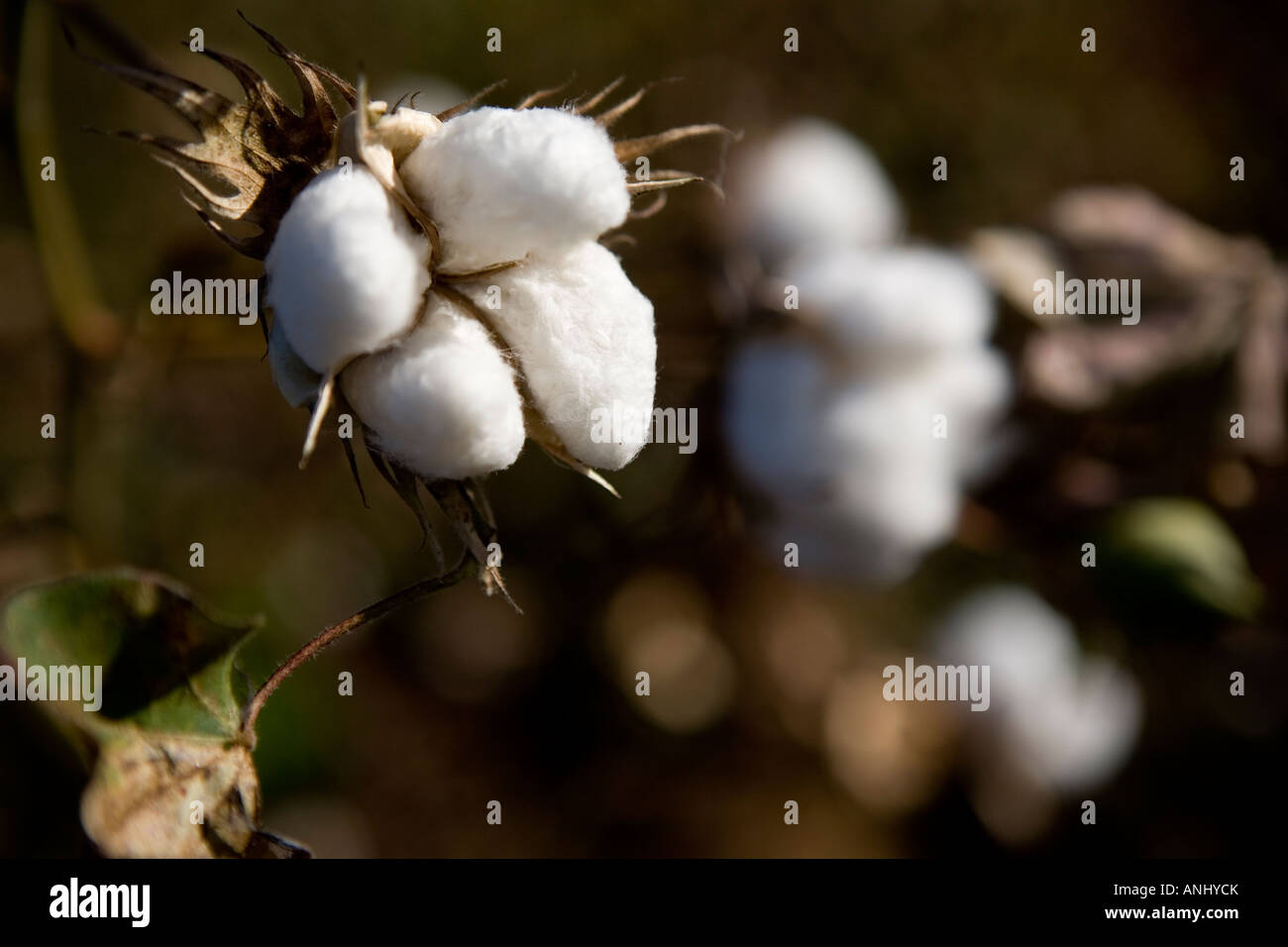 Fairtrade cotton Mali Stock Photo - Alamy