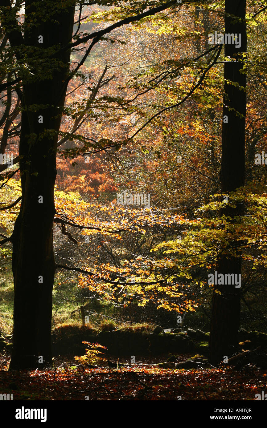 Beech trees growing in dense forests of Scotland in UK Stock Photo - Alamy