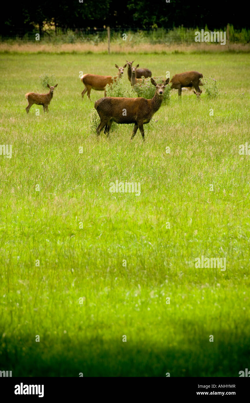 Red deer at Lotherton Hall Deer Park, Aberford, Leeds, West Yorkshire ...