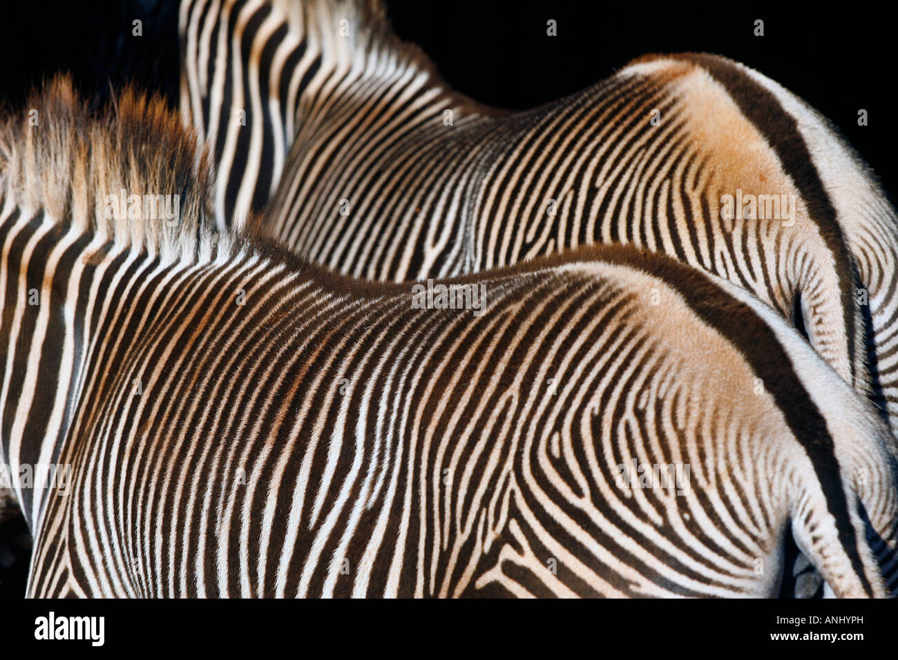 Two zebras also known as Equus zebra zebra are pictured in the ...