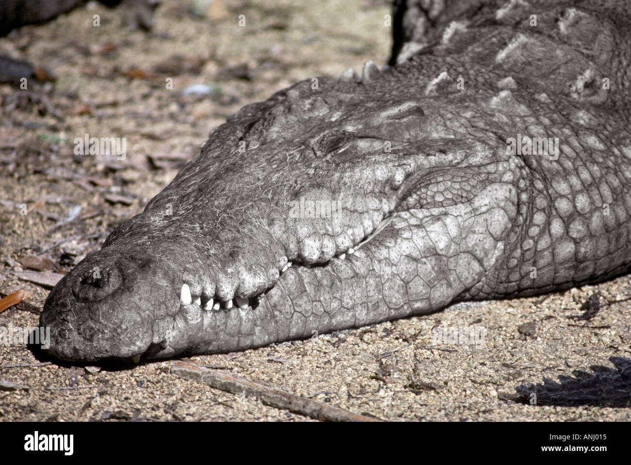 Salt water lizard reptile killer alligator hi-res stock photography and ...