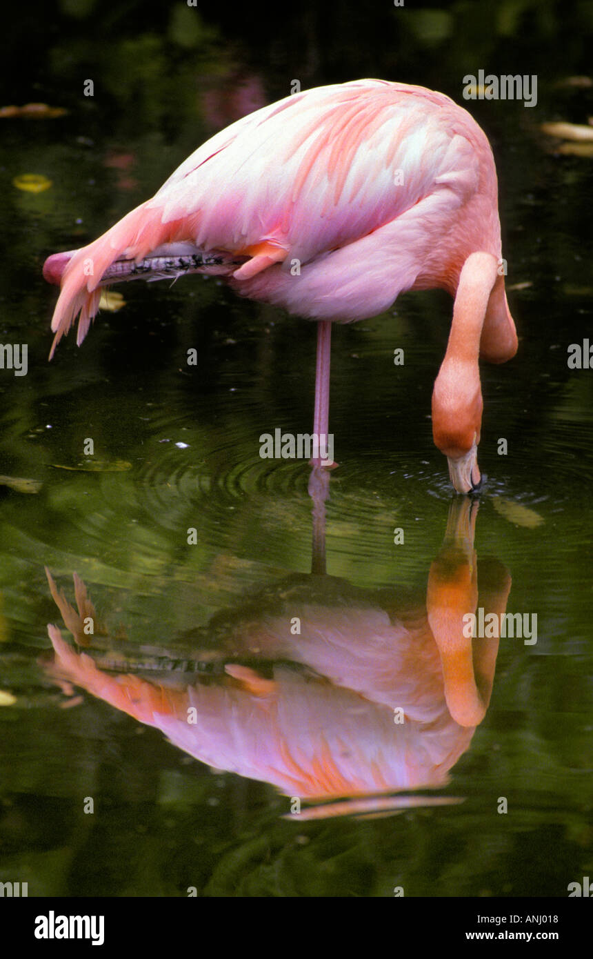 Flamingo gardens florida hi-res stock photography and images - Alamy