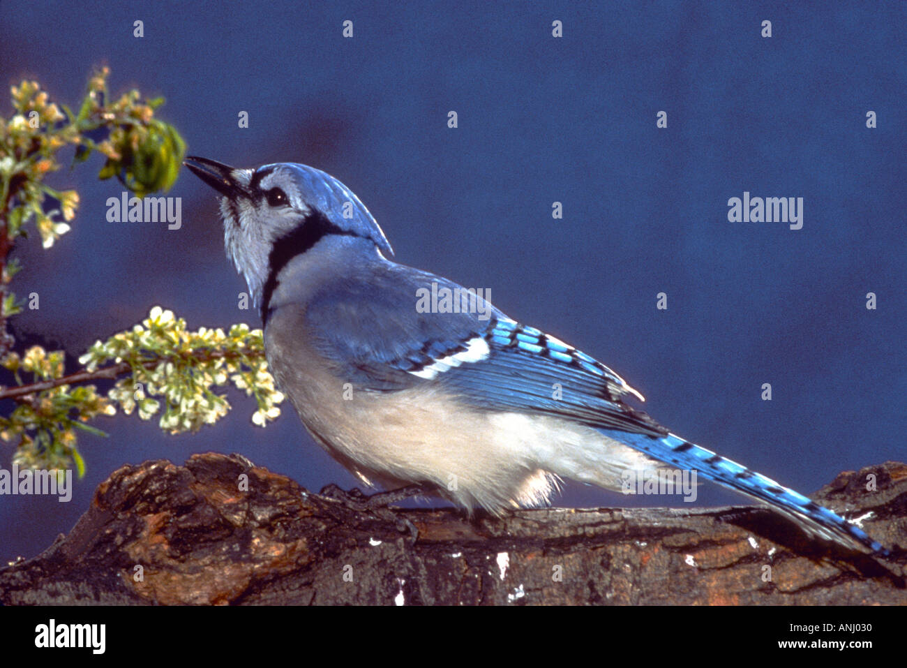 Green jay bird feeder hi-res stock photography and images - Alamy