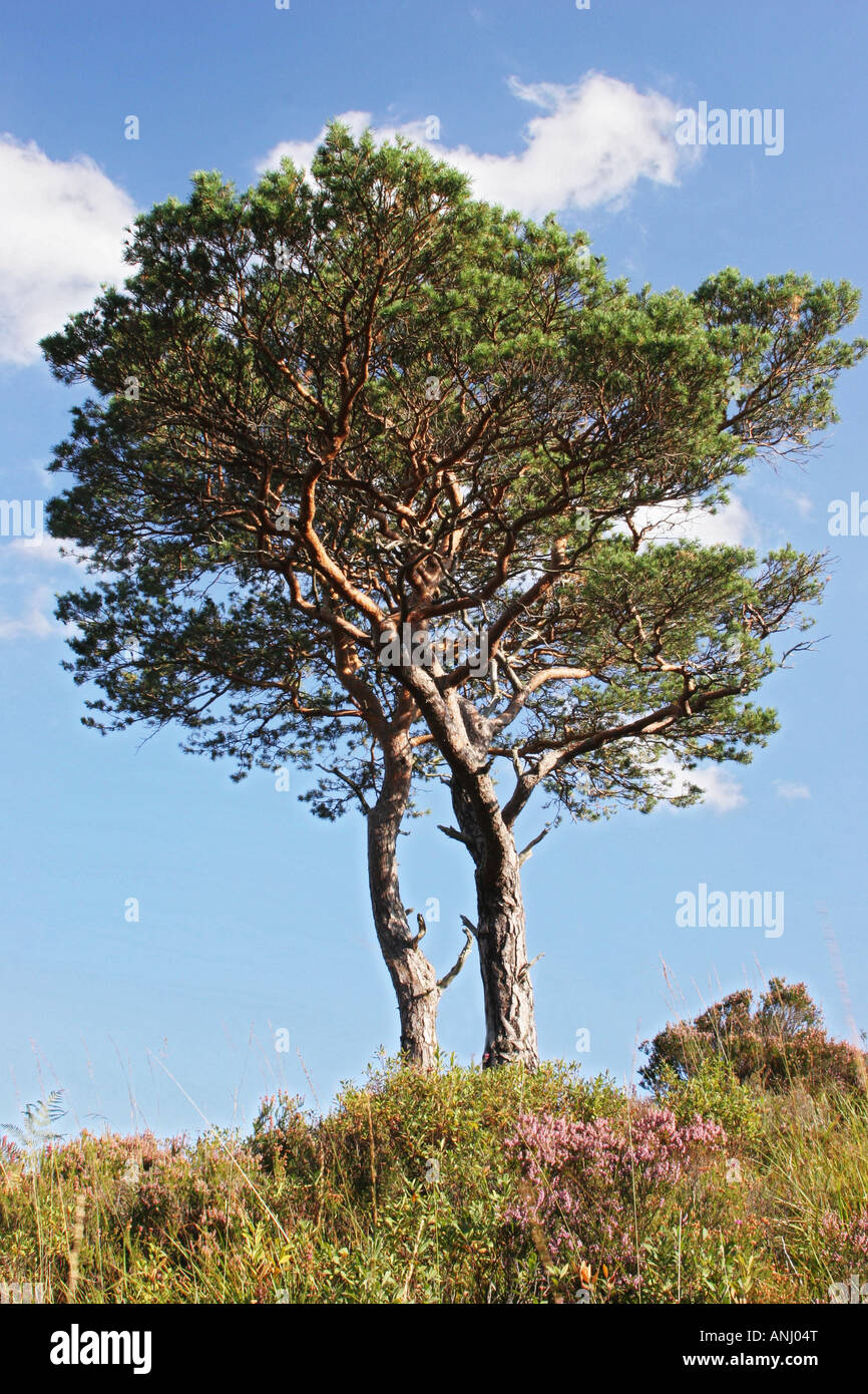 Entwined trees hi-res stock photography and images - Alamy