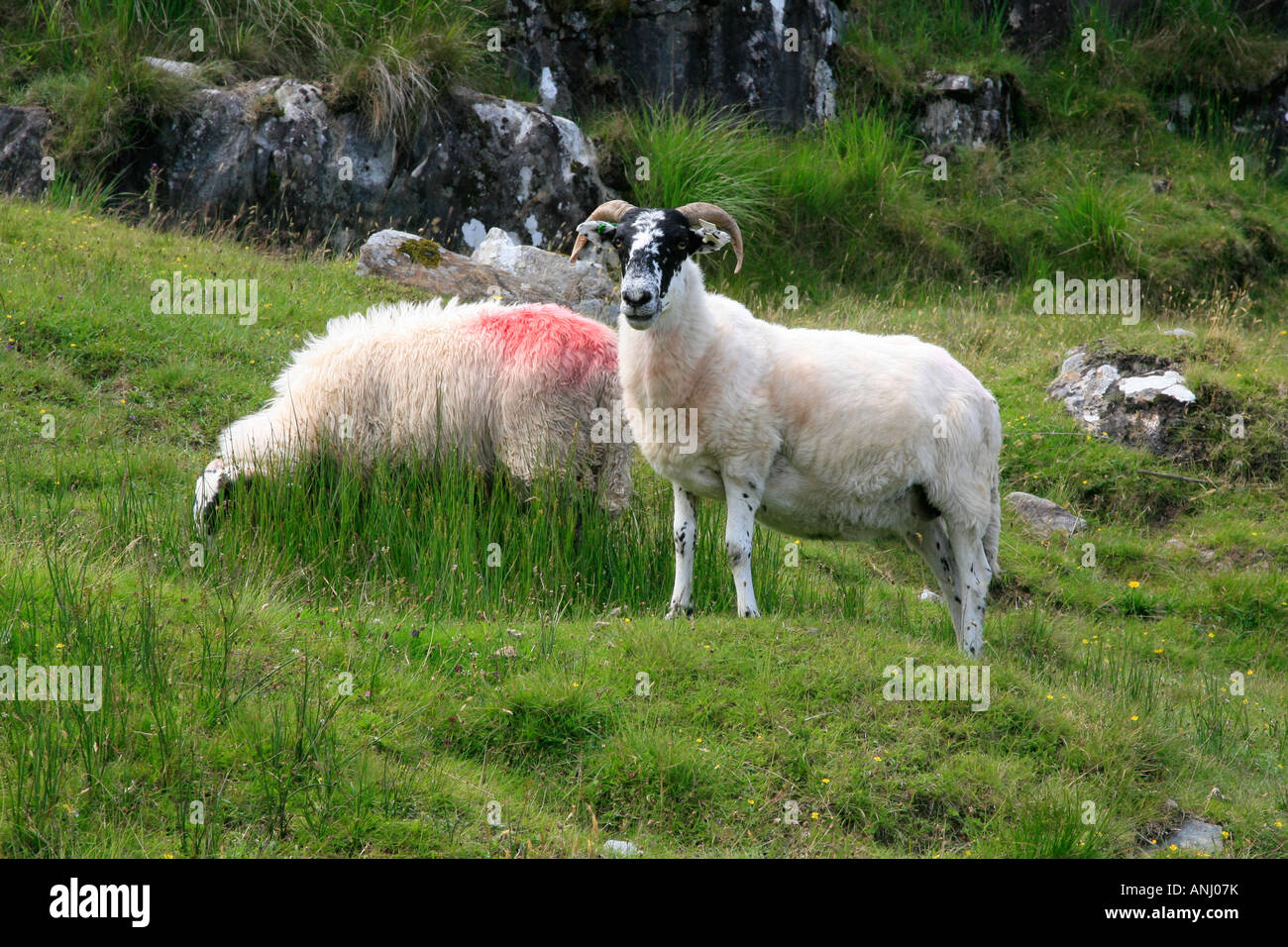 Sheep in "Molls Gap Stock Photo - Alamy