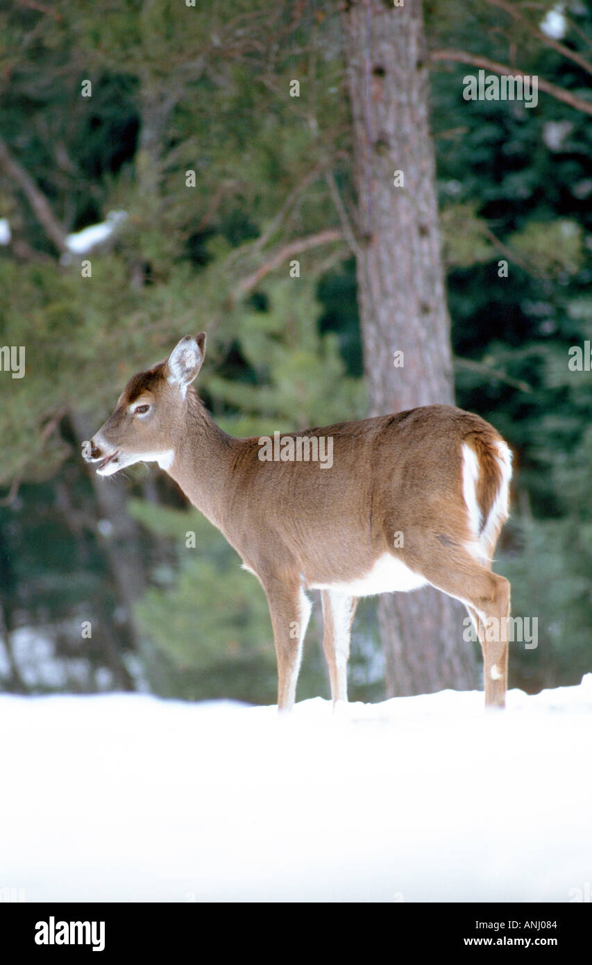 White Tailed Deer Michigan Upper Peninsula Stock Photo - Alamy