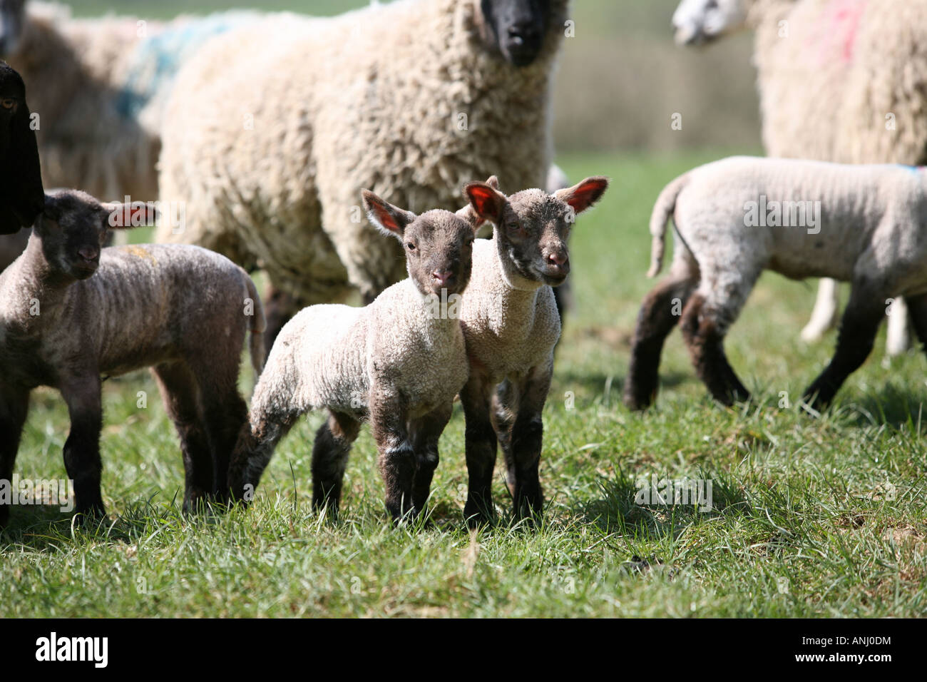 Lambs looking at you in a field Stock Photo - Alamy