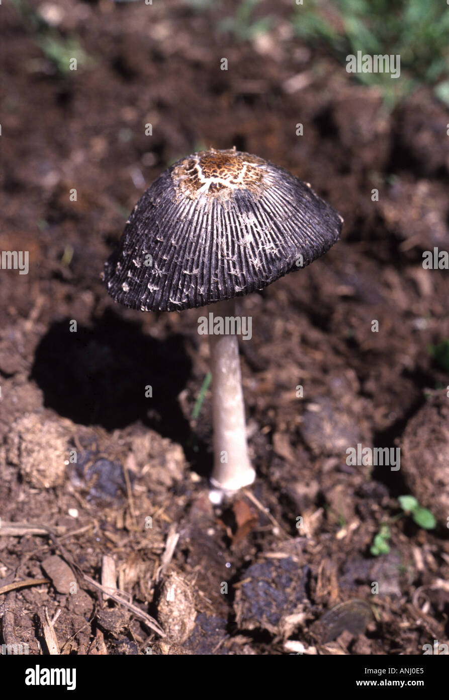 Close up vertical format hi-res stock photography and images - Alamy