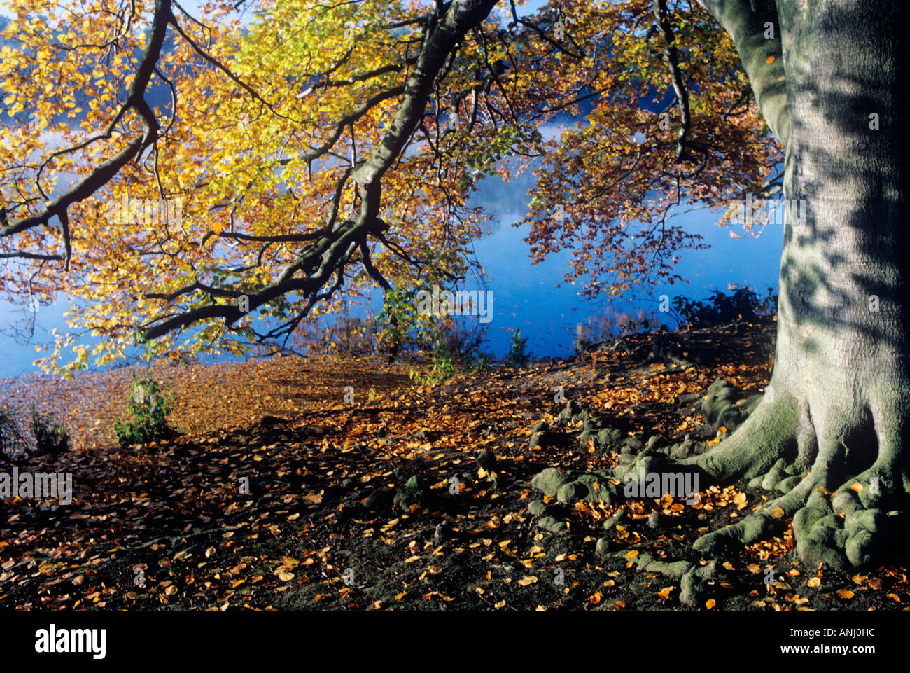 Beech Tree, (Fagus sylvatica), Virginia Water, Surrey, UK Stock Photo ...