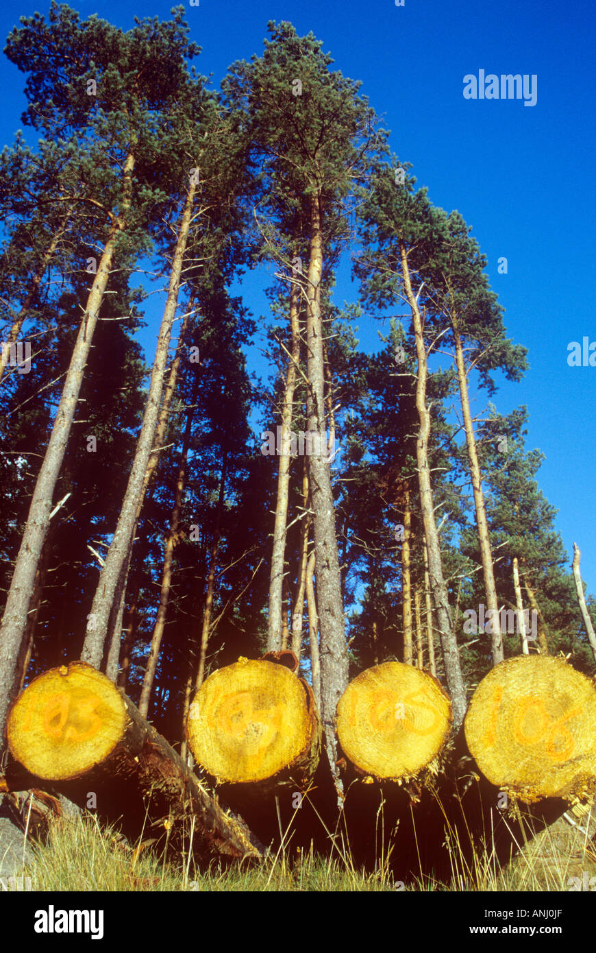 Vertical habitat pile hi-res stock photography and images - Alamy