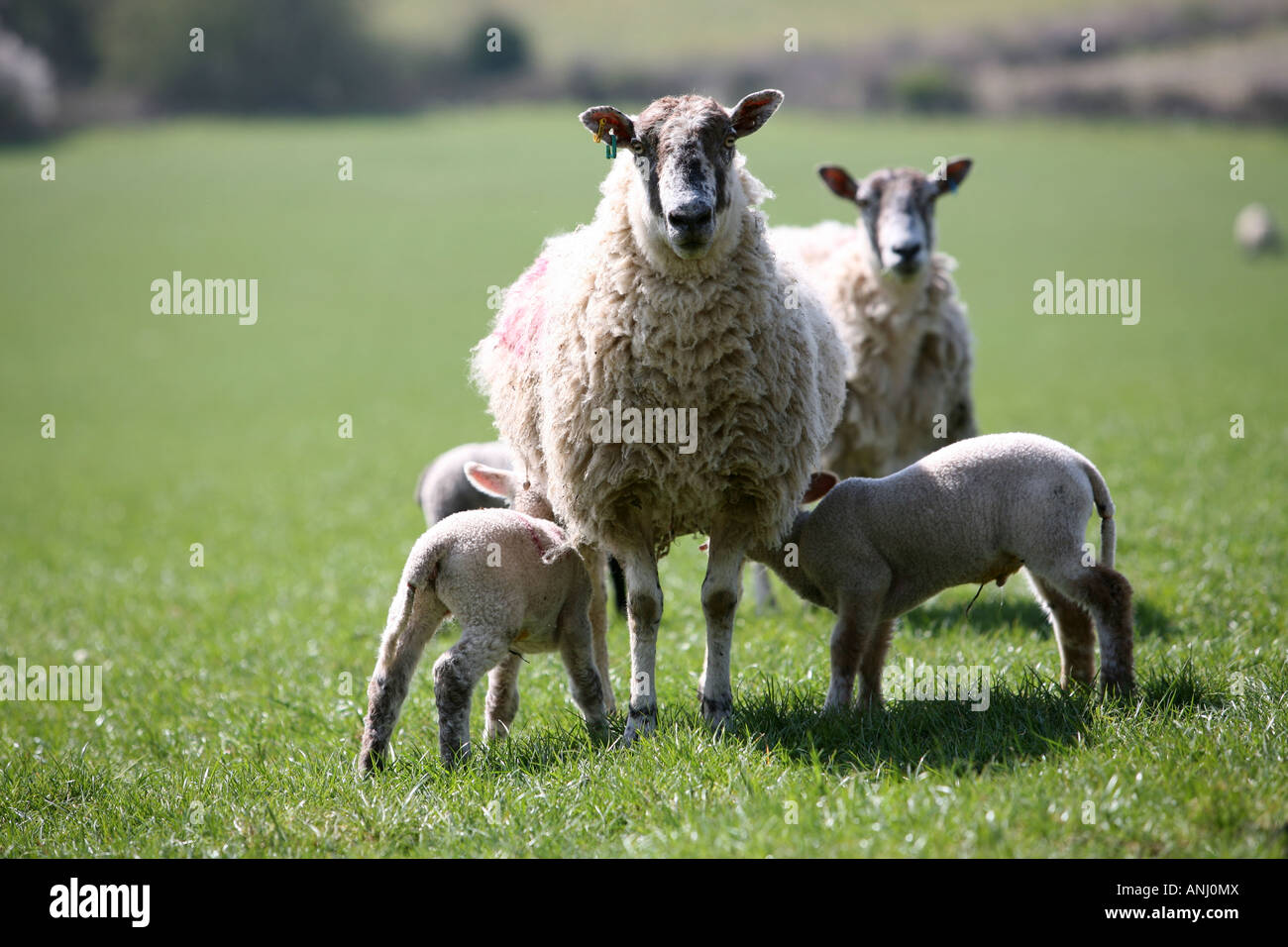 lambs feeding from their mother Stock Photo - Alamy
