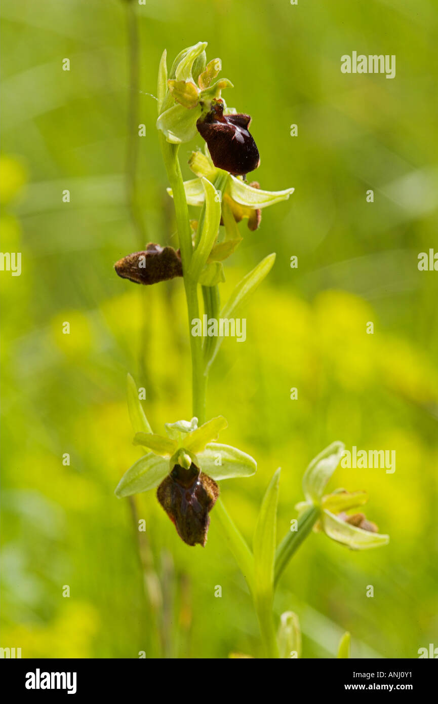 Auwald Taubergiessen wetland Orchid Stock Photo - Alamy