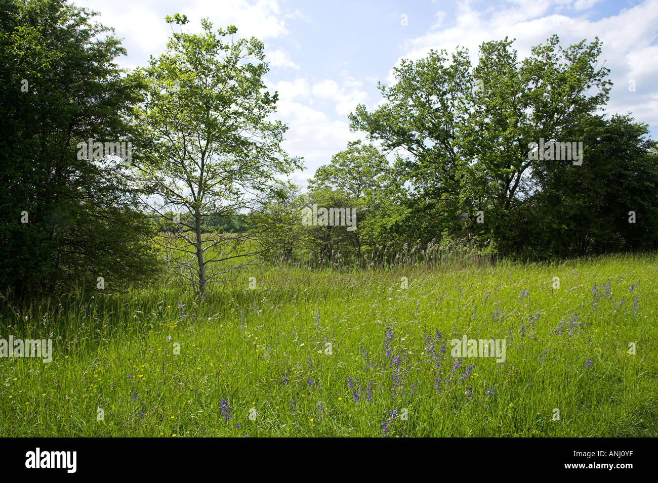 Auwald Taubergiessen wetland meadow Stock Photo - Alamy