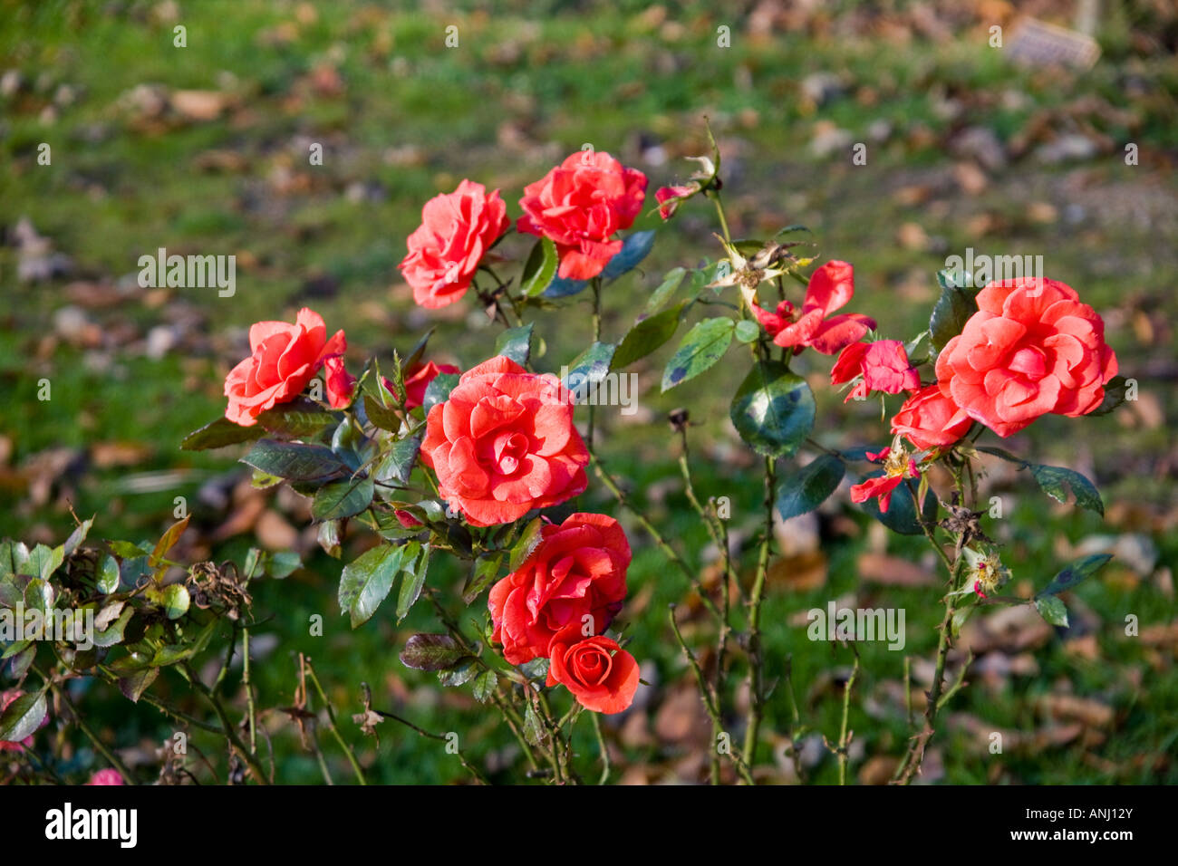 Red roses growing wild in the countryside Stock Photo - Alamy