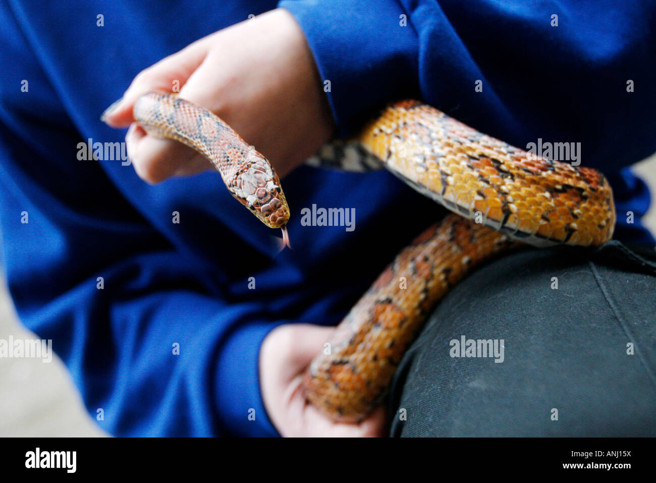 Pet snake hi-res stock photography and images - Alamy