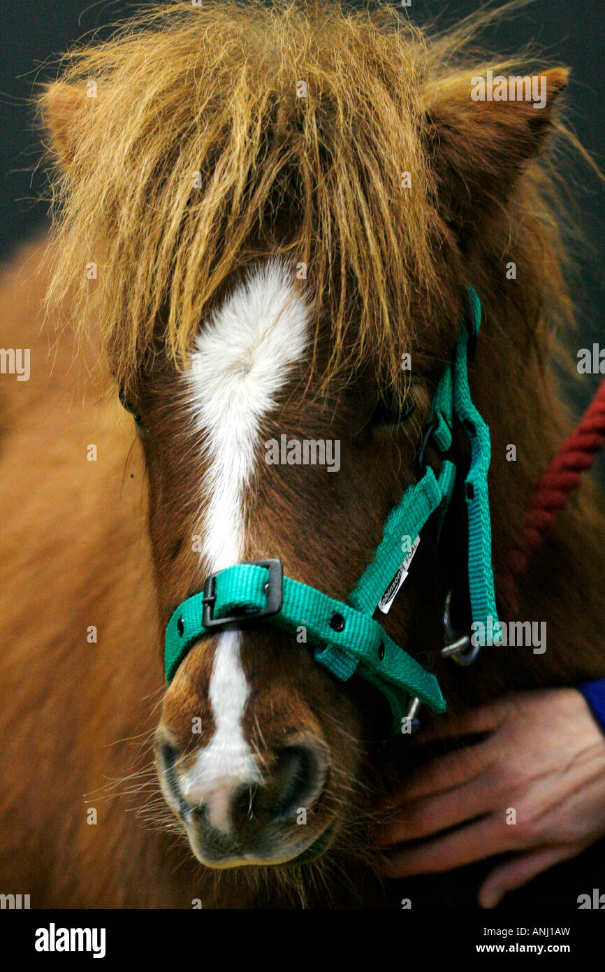 A Shetland Pony Stock Photo - Alamy