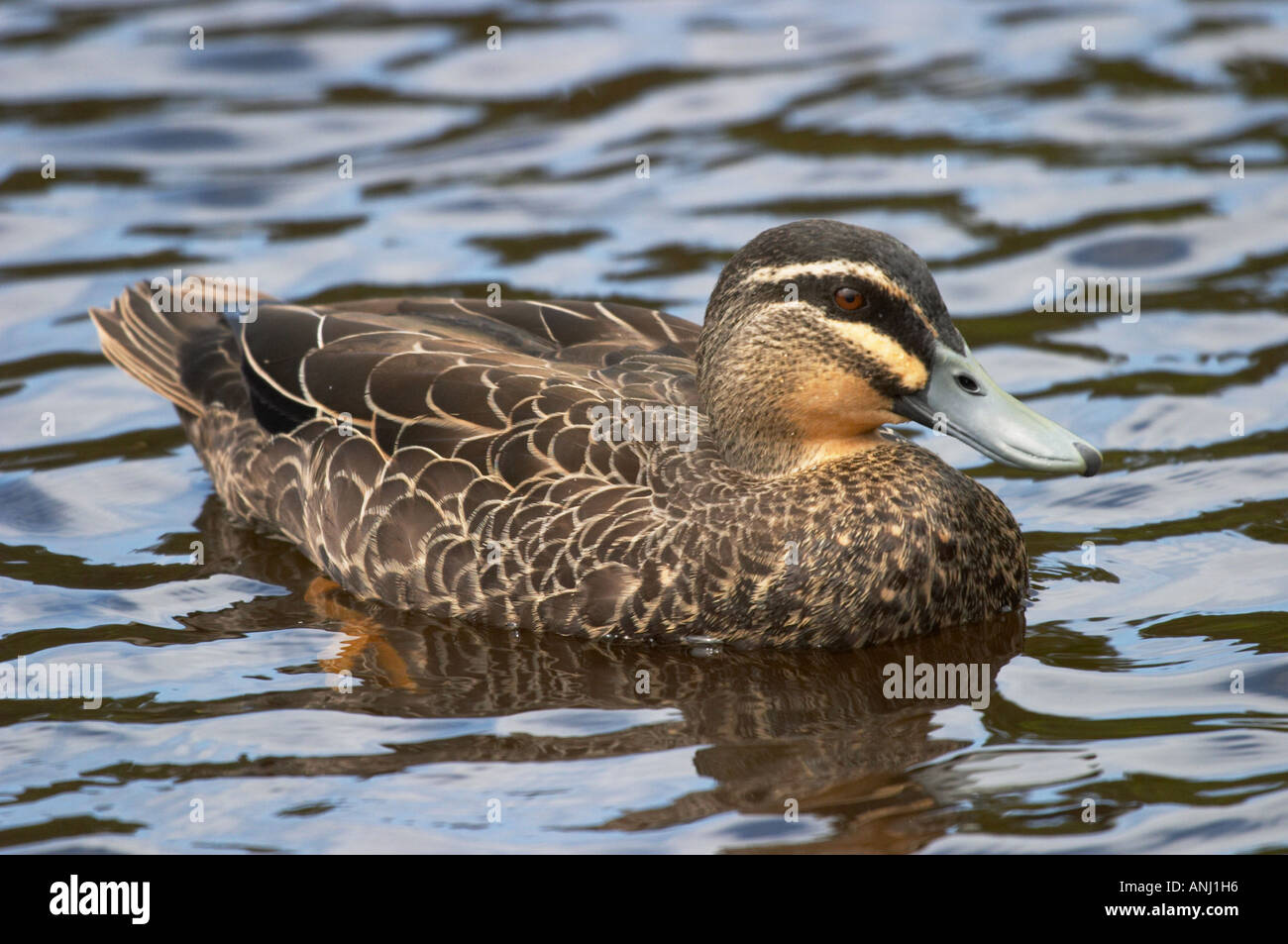 Duck swimming in the water Stock Photo - Alamy