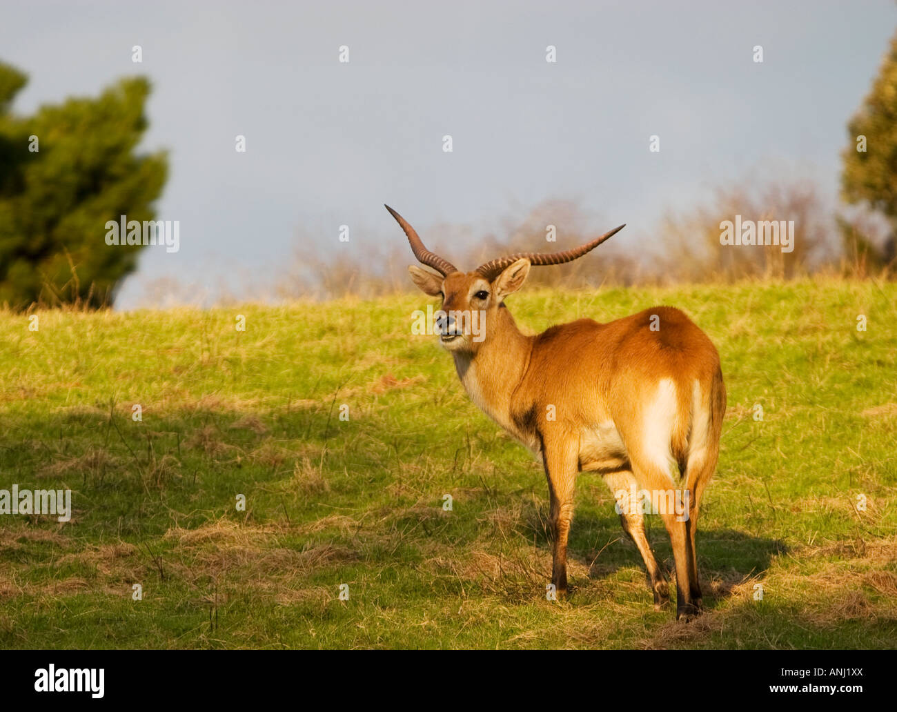 Antelope lechwe red south african Kafue deer wildlife Stock Photo - Alamy