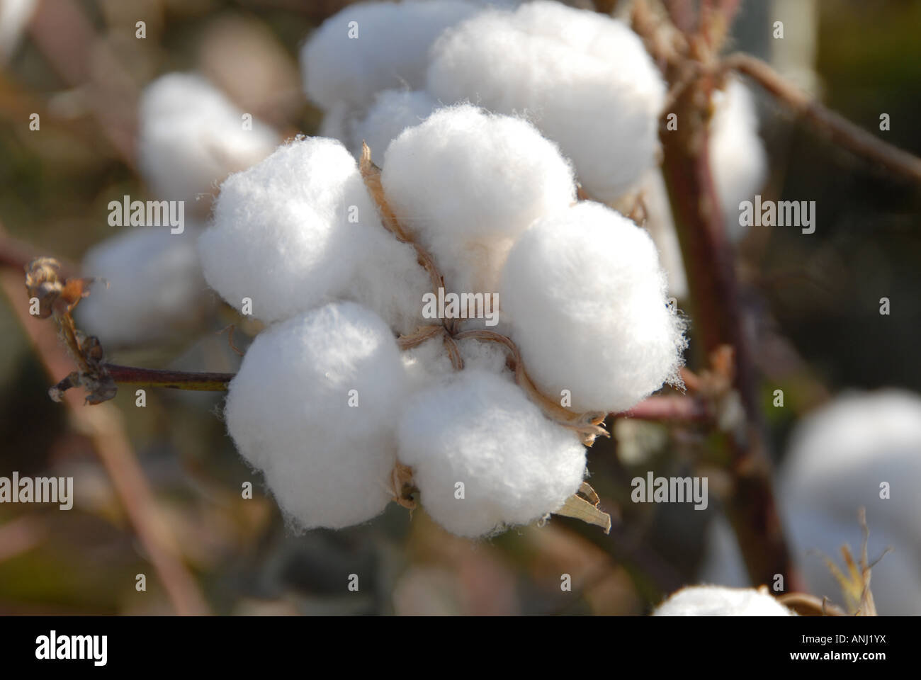 A 5-lock cotton boll Stock Photo - Alamy