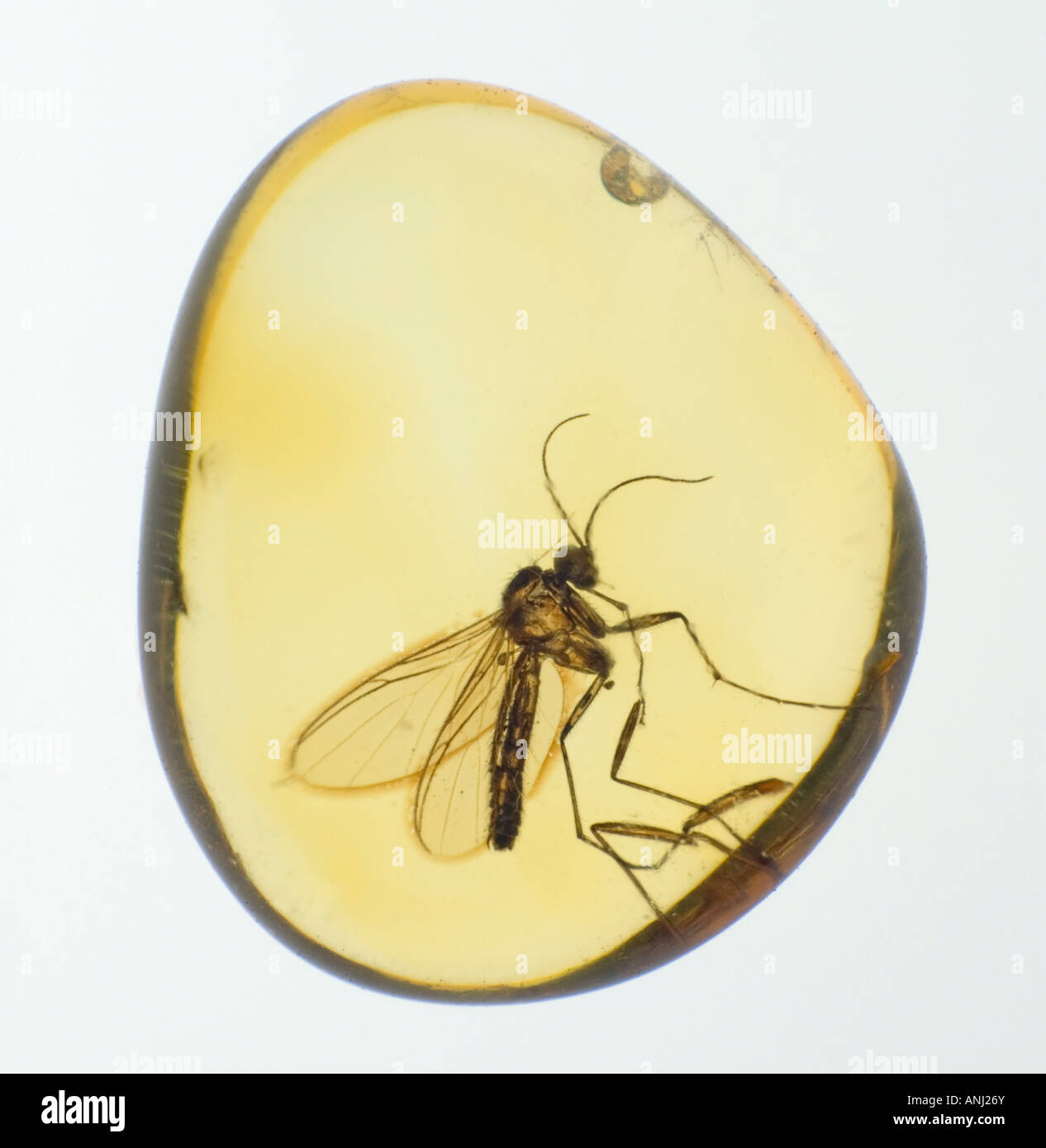Prehistoric Fly in Amber. 40-50m years old Stock Photo - Alamy
