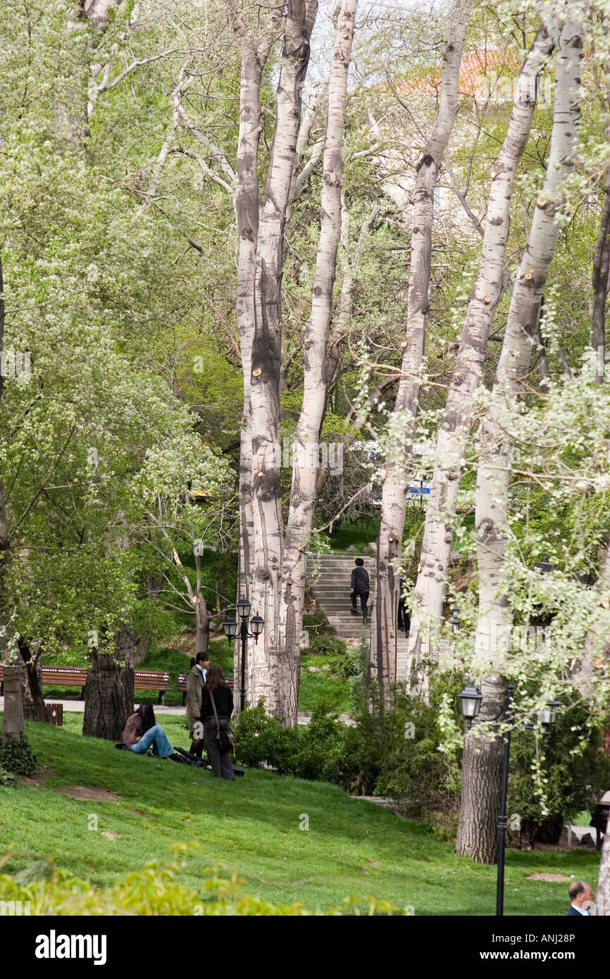 Tall oak park turkey tree hi-res stock photography and images - Alamy