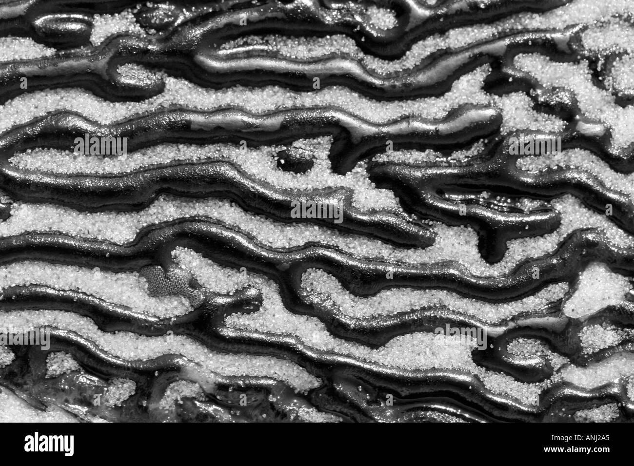 Seaweed Detail Carmel By Sea Beach California USA Stock Photo - Alamy