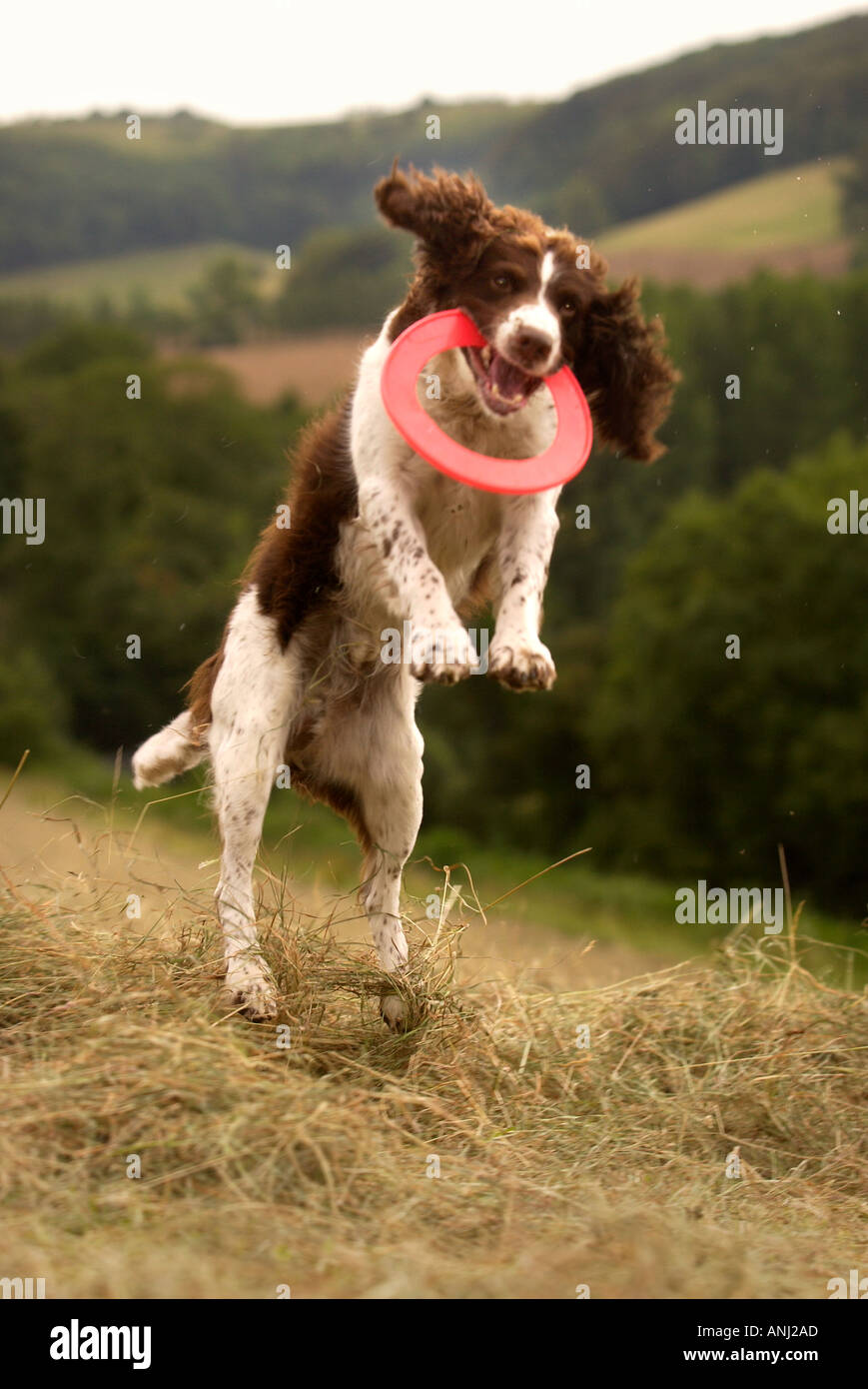 A DOG CATCHING A FRISBEE Stock Photo - Alamy