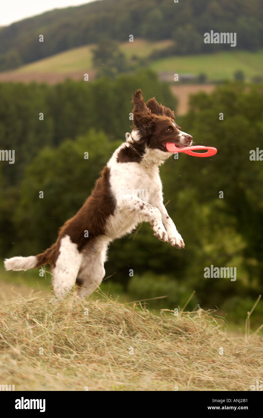 Dog chasing disc hi-res stock photography and images - Alamy