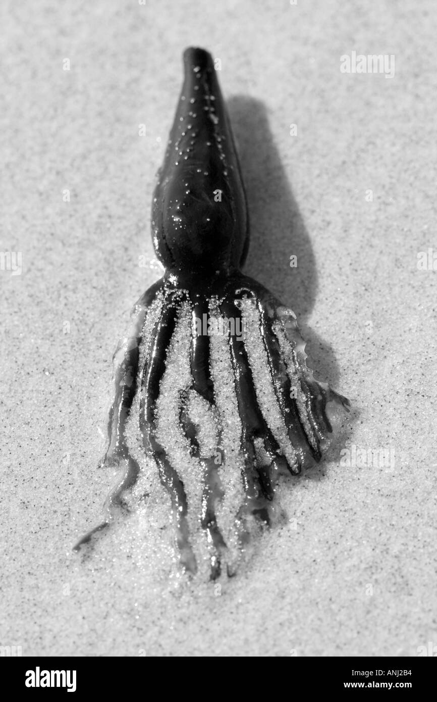 Seaweed Detail Carmel By Sea Beach California USA Stock Photo - Alamy