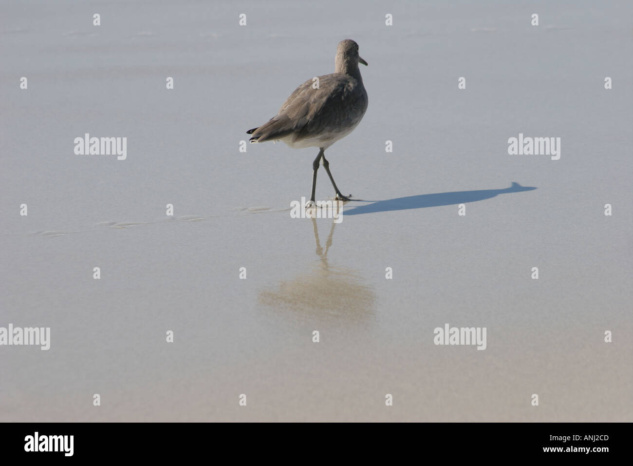 Beach Wildlife Carmel By Sea California USA Stock Photo - Alamy