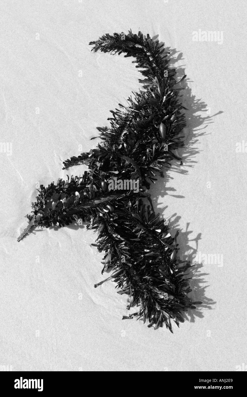 Seaweed beach vegetation Black and White Stock Photos & Images - Alamy