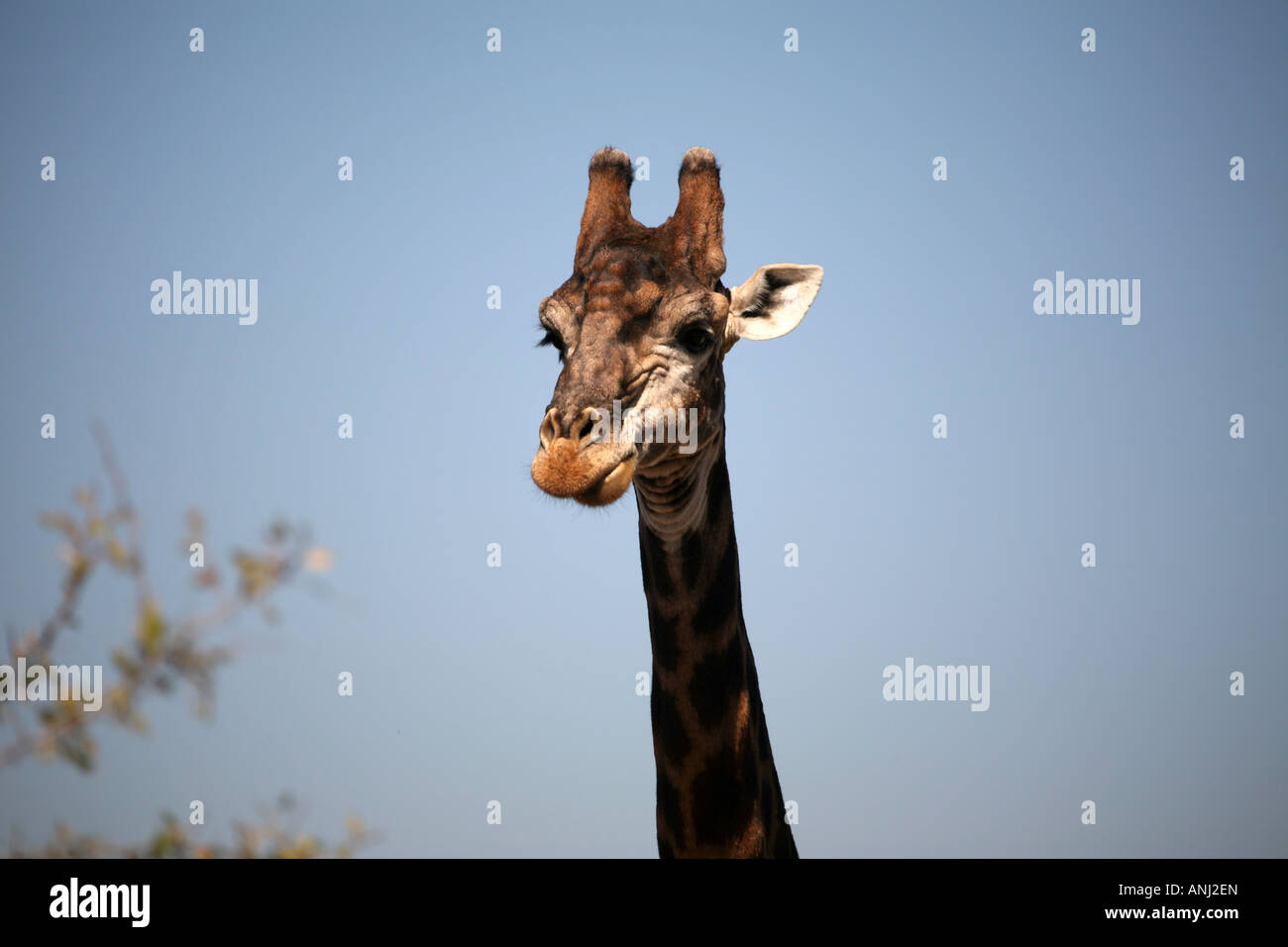 Giraffe looking over tree hi-res stock photography and images - Alamy