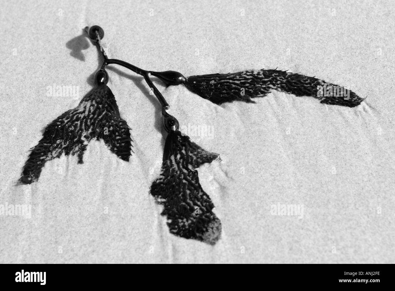 Seaweed detail Black and White Stock Photos & Images - Alamy