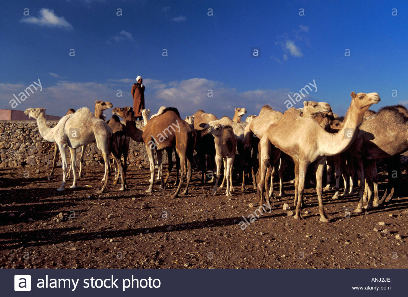 Slaughterhouse Africa Stock Photos & Slaughterhouse Africa Stock Images ...