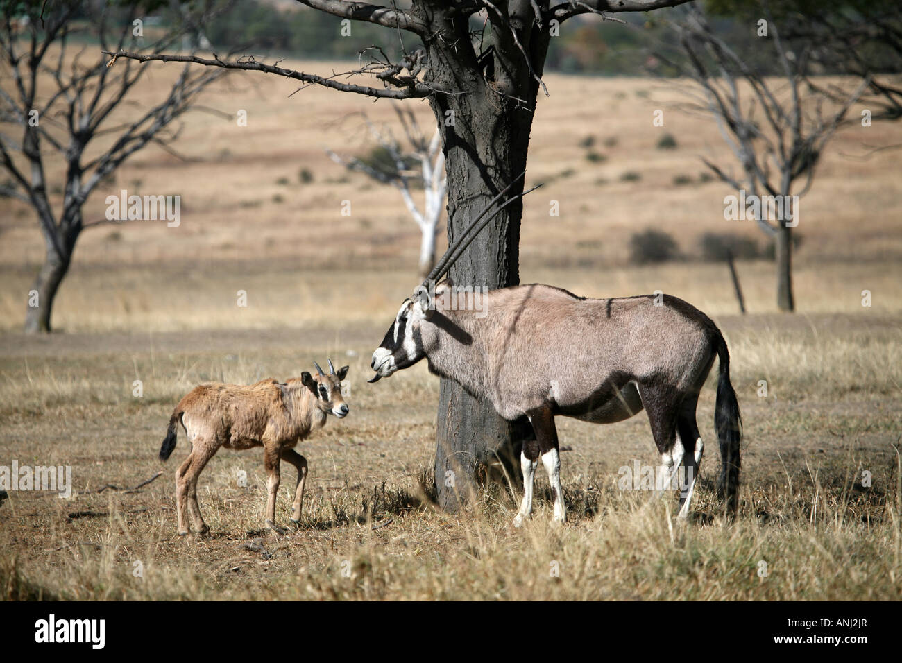 Gemsbok standing and eating seed pods with calf and trees in the ...