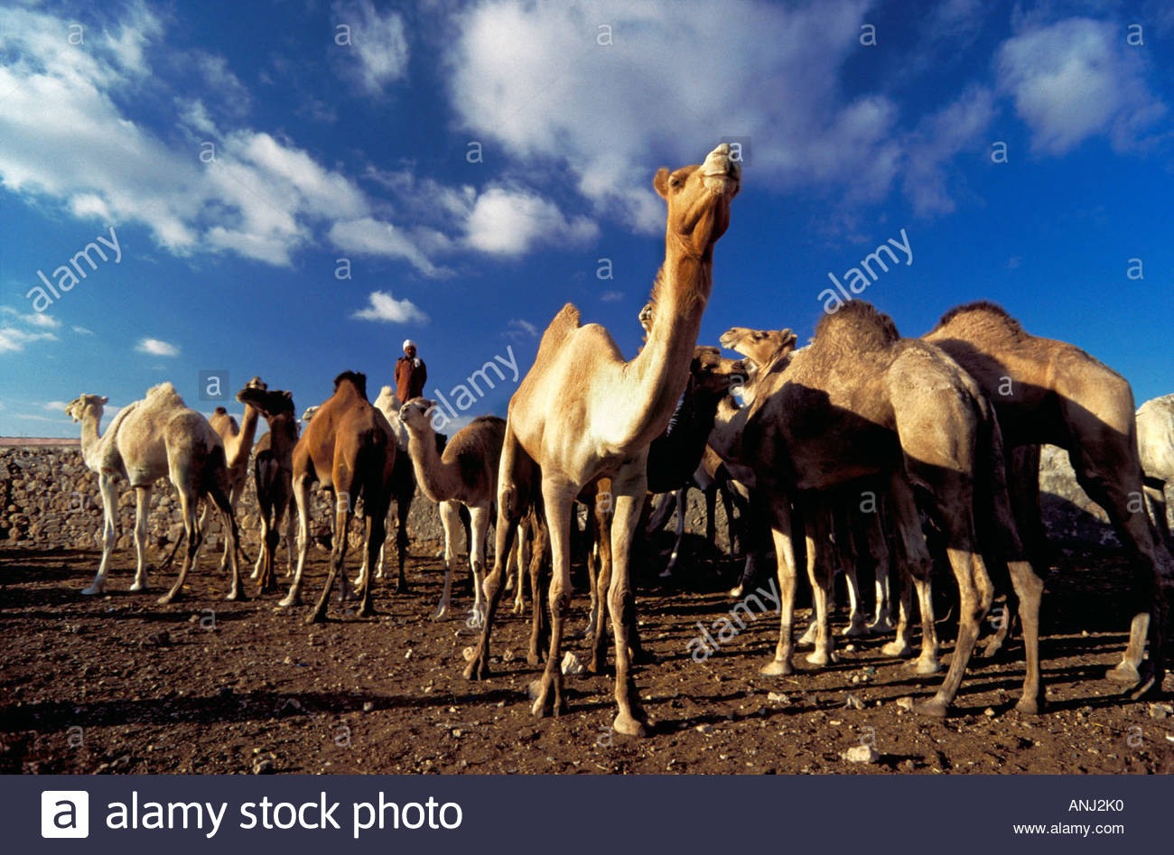 Slaughterhouse Africa Stock Photos & Slaughterhouse Africa Stock Images ...