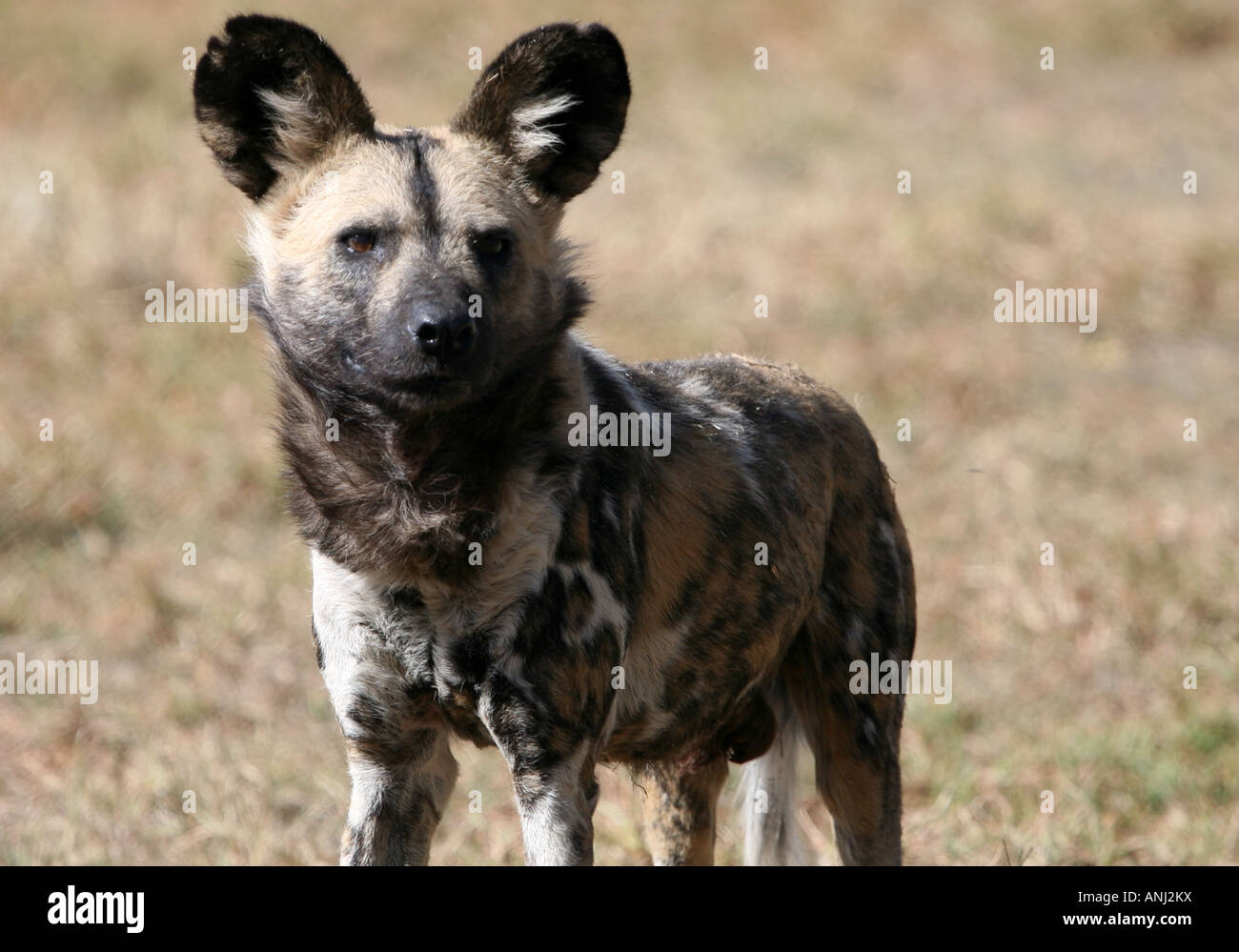 1827 animalia hi-res stock photography and images - Alamy