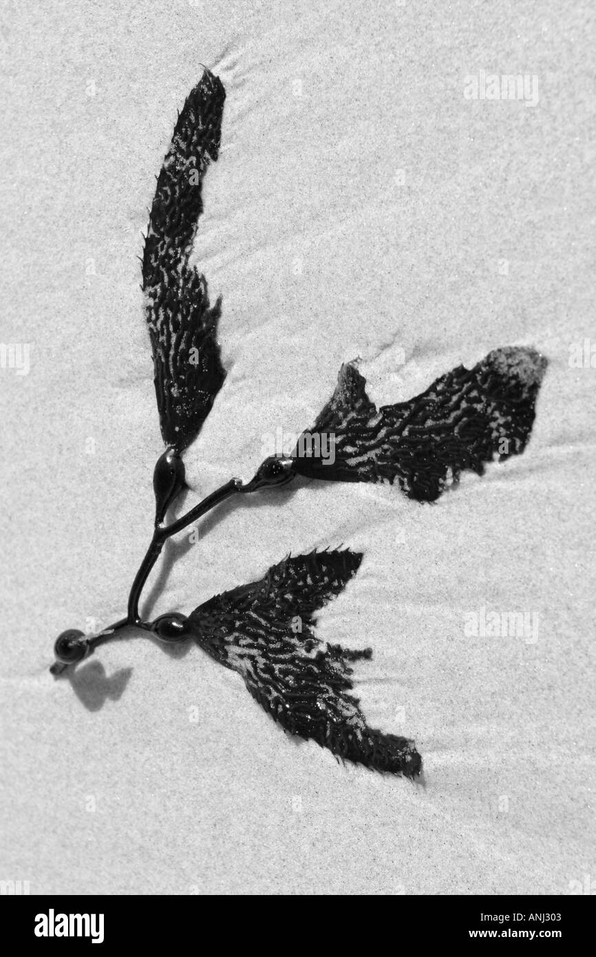 Close up seaweed Black and White Stock Photos & Images - Alamy