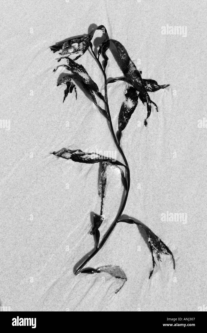 Seaweed Detail Carmel By Sea Beach California USA Stock Photo - Alamy