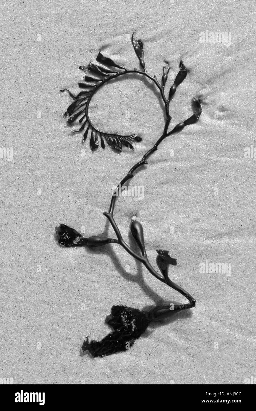 Seaweed detail Black and White Stock Photos & Images - Alamy