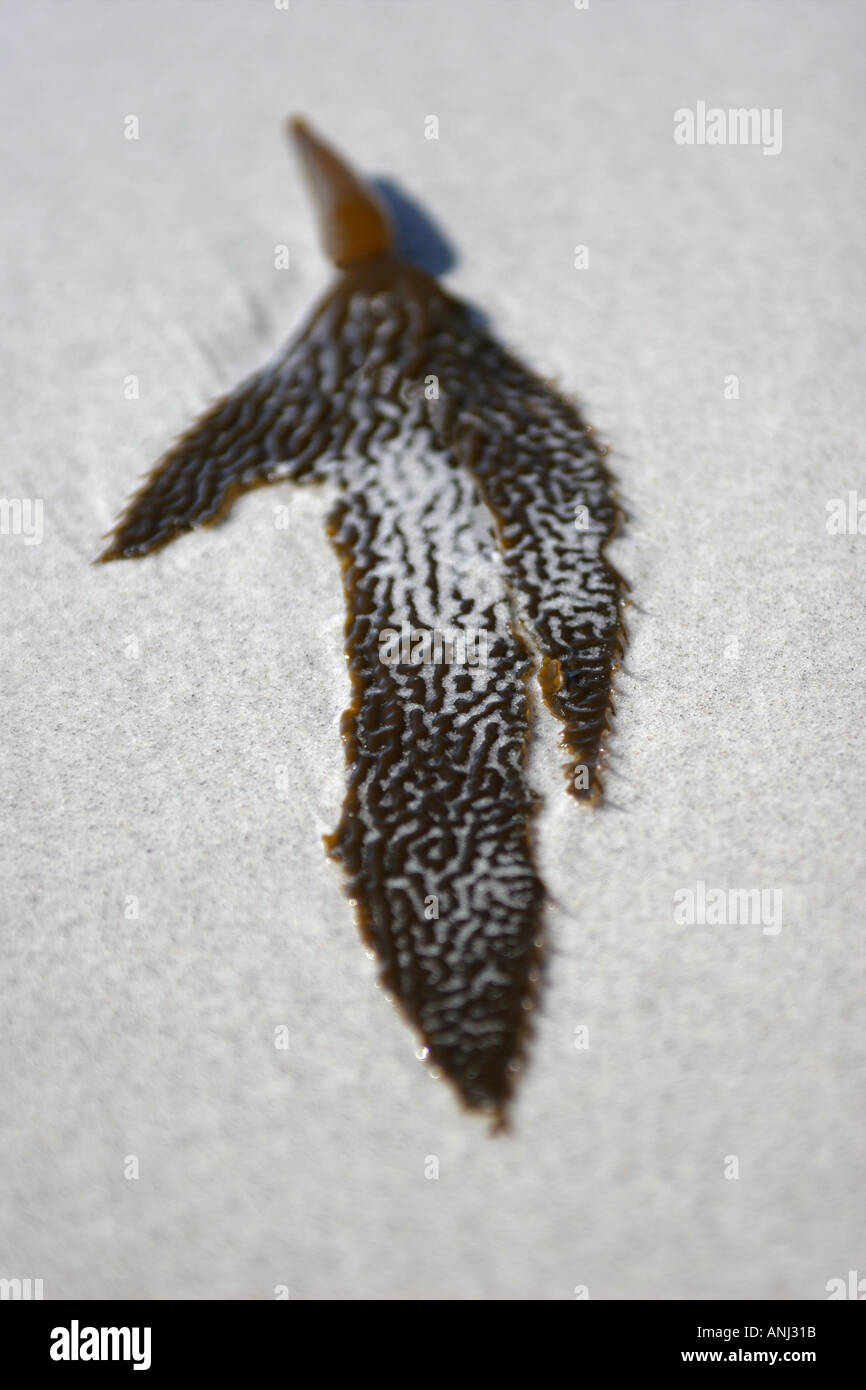 Seaweed Detail Carmel By Sea Beach California USA Stock Photo - Alamy