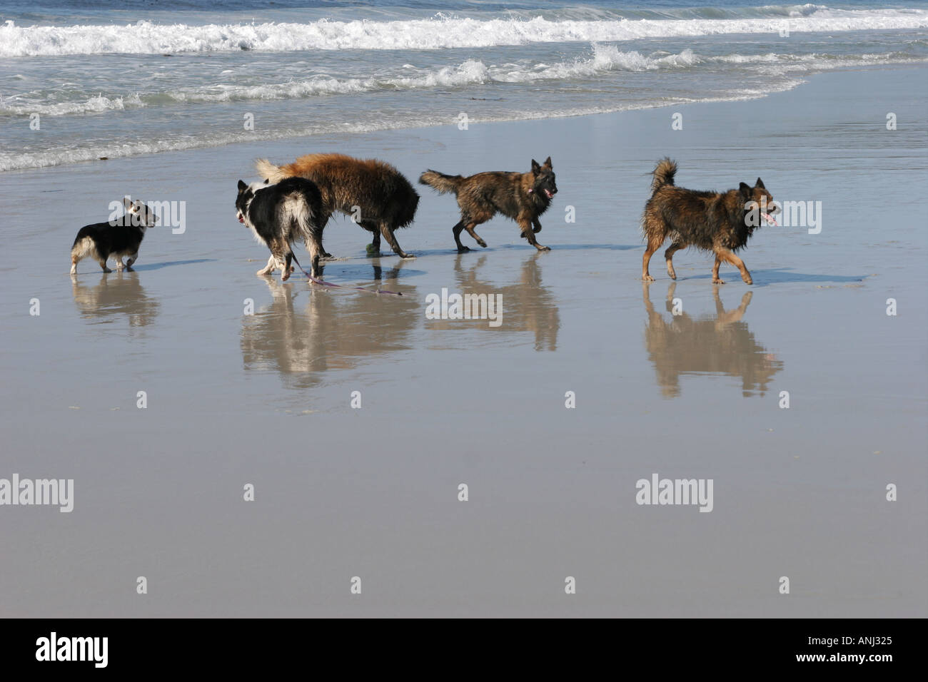 Carmel beach with dog hi-res stock photography and images - Alamy