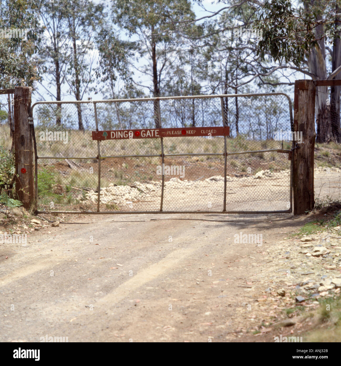Dingo animal hi-res stock photography and images - Alamy