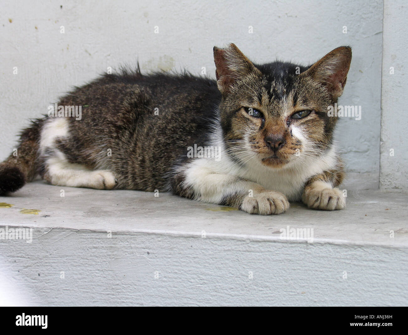 Bangkok cat hi-res stock photography and images - Alamy