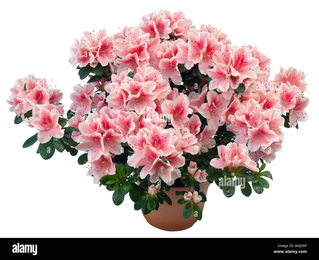 Blossoming plant of azalea in flowerpot isolated with clipping path ...